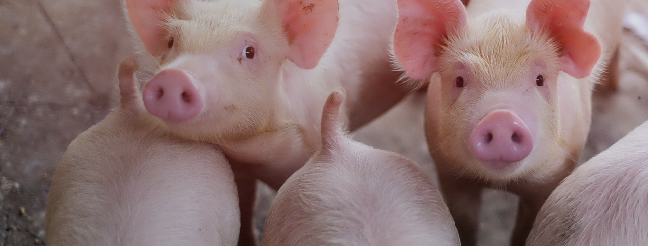 Carrefour commits to selling pork produced to high animal welfare ...