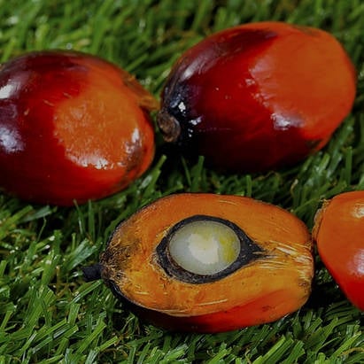 Raw material transparency: palm oil | Carrefour Group